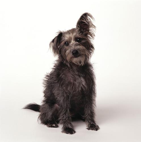 Do dogs 'eavesdrop' on our conversations? | Lifestyles | theunion.com