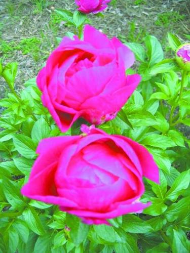 Carolyn Singer: A cool May — planting tender crops on Memorial Day ...