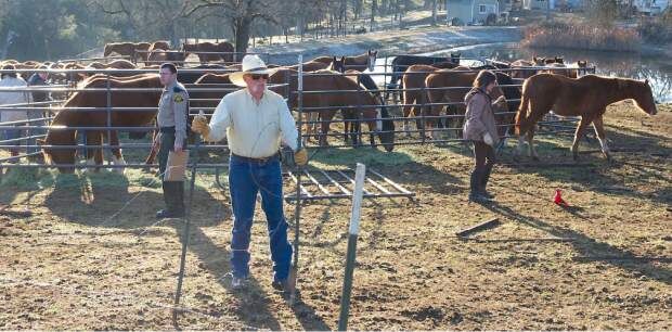 41 horses seized by Nevada County Animal Control | News | theunion.com