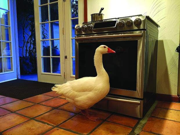 Nevada County Captures: Community trash clean-up; GiGi the goose | News ...