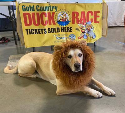 Porter the dog was a big hit at the Home & Garden show | News ...