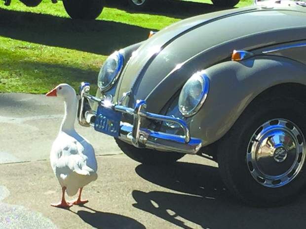 Nevada County Captures: GiGi the goose and Miss Shirley the squirrel ...