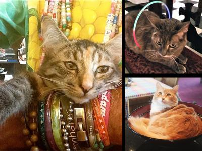 Cats snatching up concert seats at Crown Point Venues | News | theunion.com
