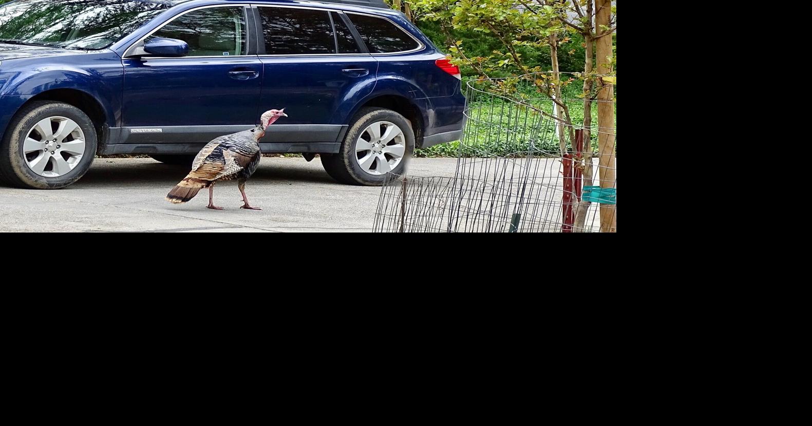 Nevada County Captures: Boyfriend on the lookout! | Multimedia ...