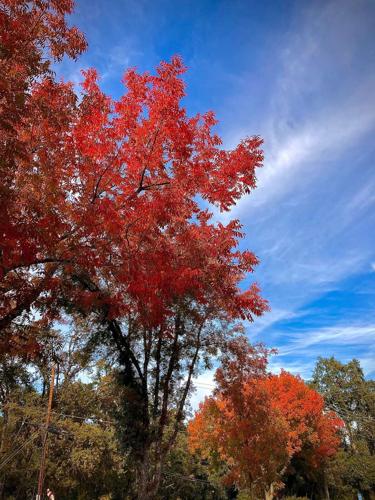 Nevada County Captures: Rapt attention | Community | theunion.com