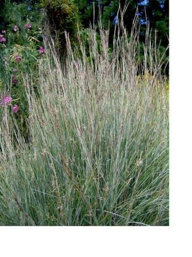 Spangle grass and little blue stem at the meadow’s edge | Entertainment ...