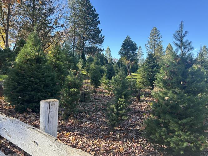 Local tree farmers welcome one and all to take home the perfect ...