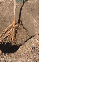 Ann Wright: Bare root fruit trees | Lifestyles | theunion.com