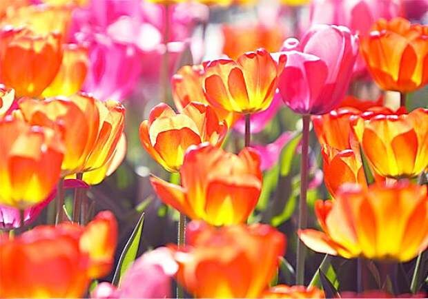 Annual tulip bonanza to open at Ananda | Entertainment | theunion.com