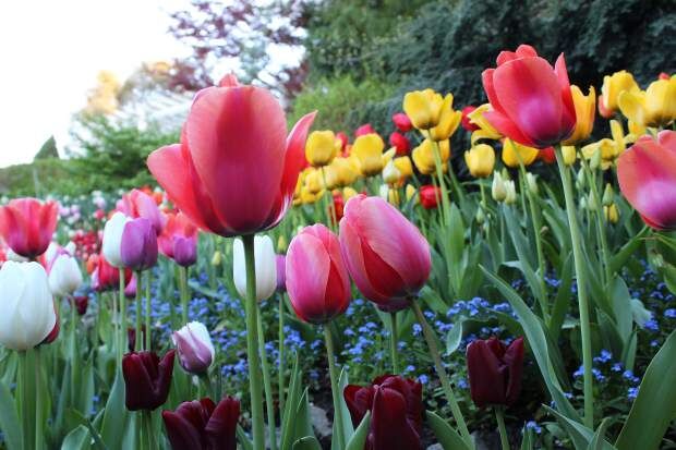 Nevada County Captures: 40th anniversay of the Maypole at Twin Ridges ...
