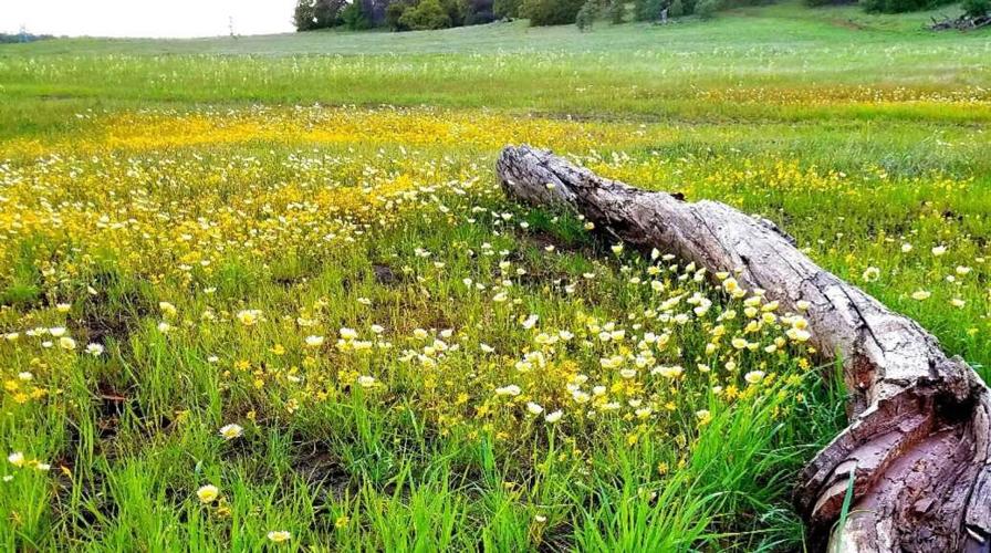 Mary West: Exploring Upper Bidwell Park | Lifestyles | theunion.com