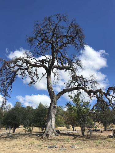 Nevada County Captures: Great clumlus clouds in the high country ...