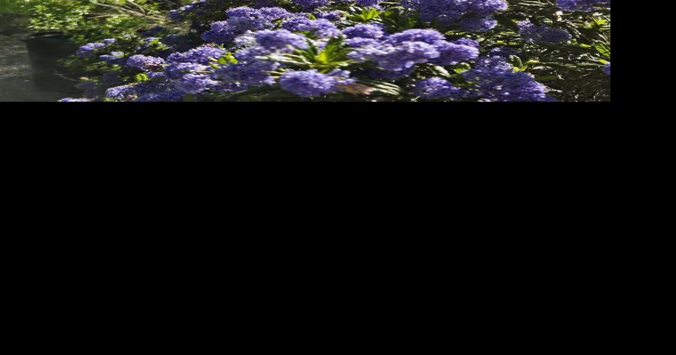 California lilac, commonly known as Ceanothus concha, boasts bright ...