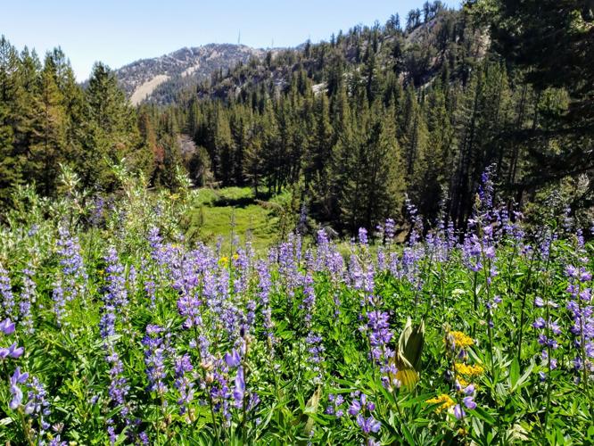 Mary West: Tamarack Lake Trail and Tamarack Loop Trail | Lifestyles ...
