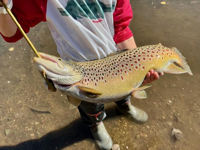 Landing a lunker: Boy catches 8-pound brown trout during family picnic ...