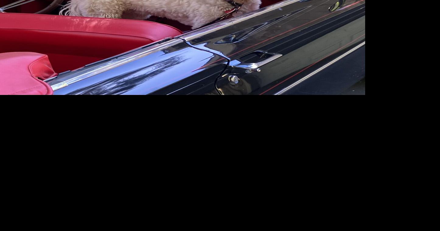 Living the life of Rylee: Local dog one of several pooches to bring ...