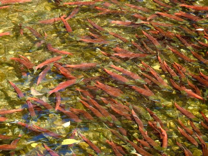 Nevada County Captures: Englebright Reservoir reflection | Multimedia ...