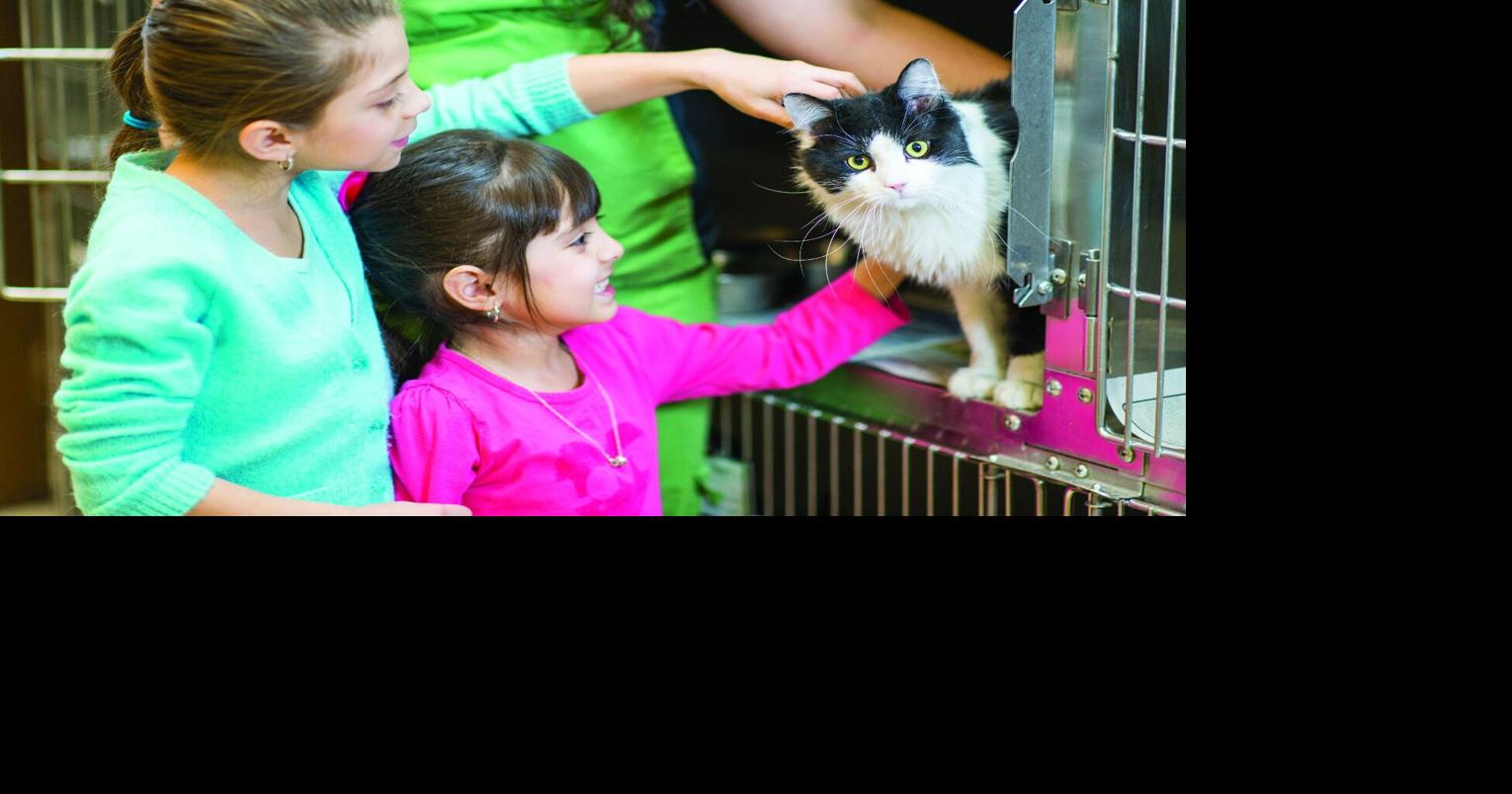 Animal shelters should be transparent about euthanasia | Lifestyles ...