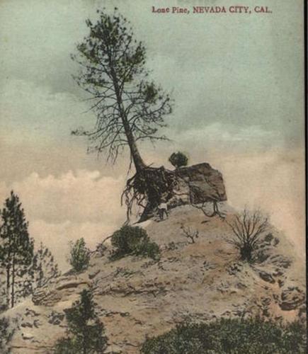 Echoes from our past — The Lone Pine: A Nevada County landmark | News ...