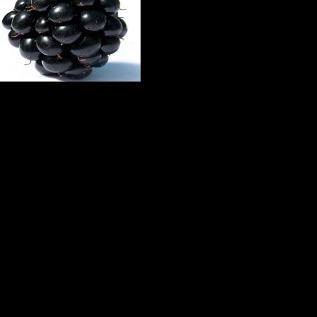 Amanda Thibodeau: Blackberries are Harvest of the Month | Entertainment ...