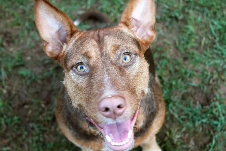 Going to the dogs: Caribbean getaway sparks canine rescue, placing dogs ...