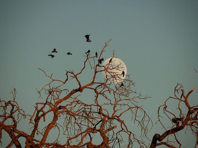 Nevada County Captures: Englebright Reservoir reflection | Multimedia ...