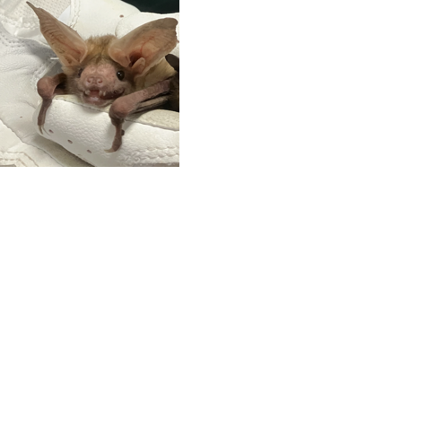California’s State Bat — the Pallid bat — to be featured on KVMR’s ...
