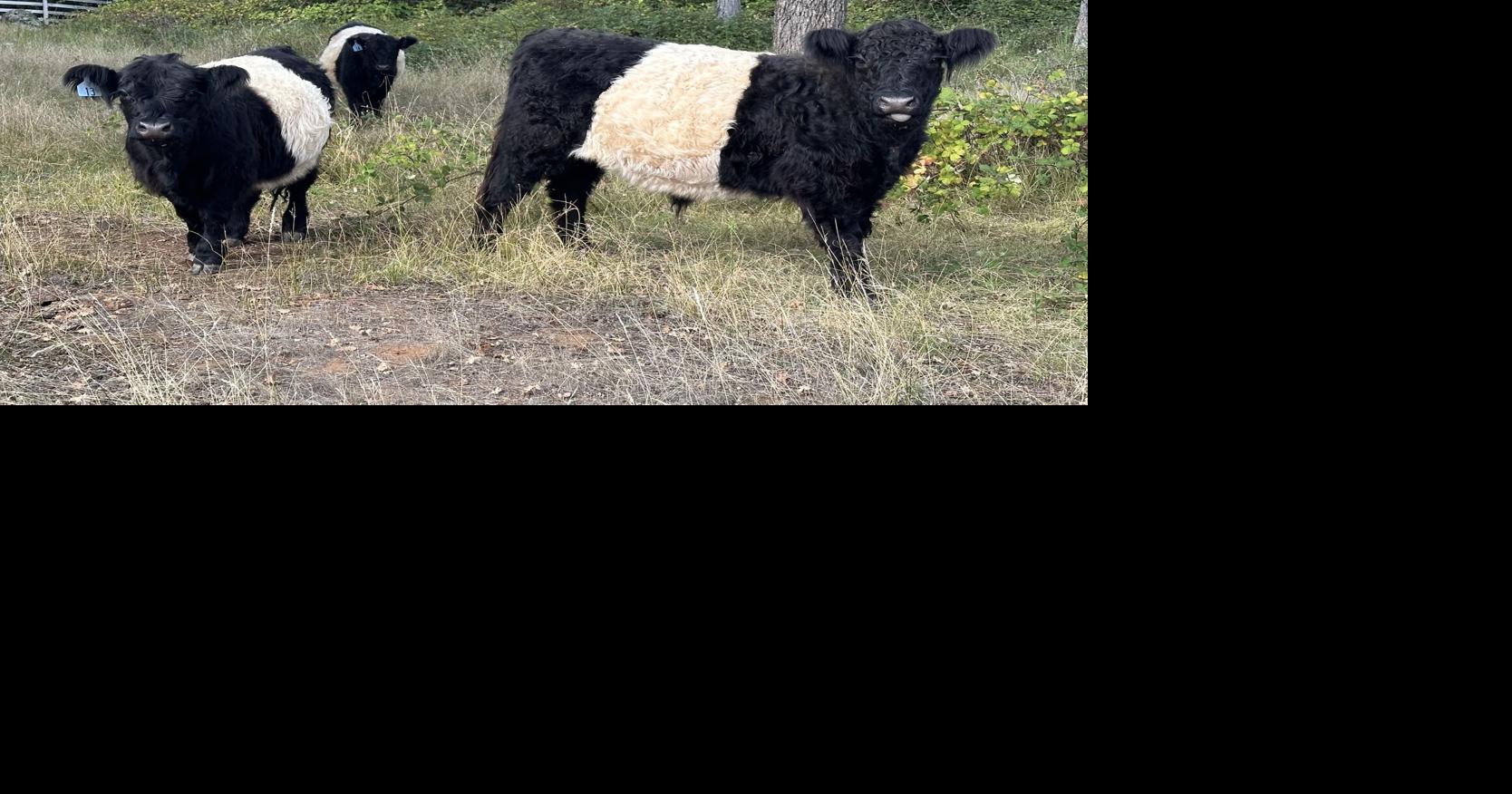 Nevada County Captures: Oreo cows aka Belted Galloway seen in Penn ...