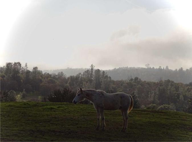 Nevada County Captures: Winter scenery overlooking Scotts Flat Lake ...