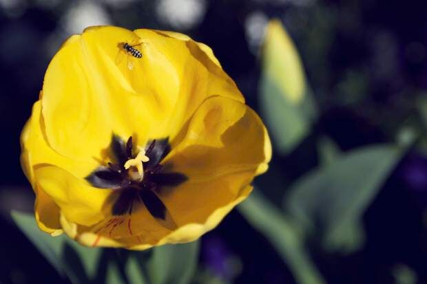 Tantalizing tulips: Springtime at Ananda (VIDEO) | Entertainment ...