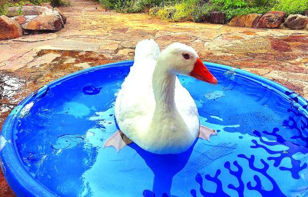 Nevada County Captures: GiGi the goose | News | theunion.com