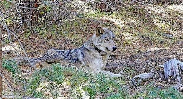 Gray wolf OR-54’s return to Nevada County part of ‘dispersal’ activity ...