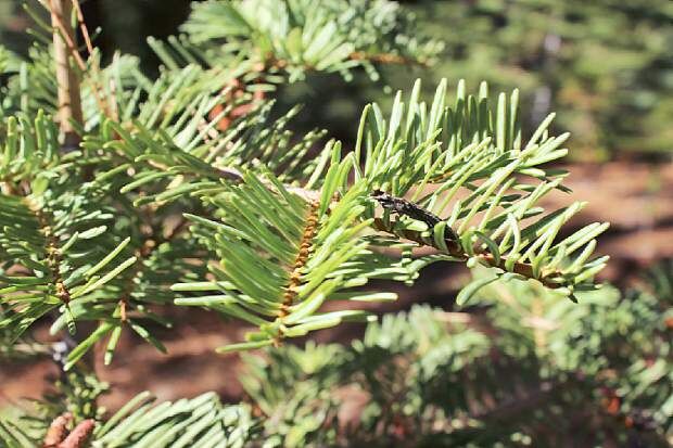 Cutting a holiday tree is a tradition for many as season gets underway ...