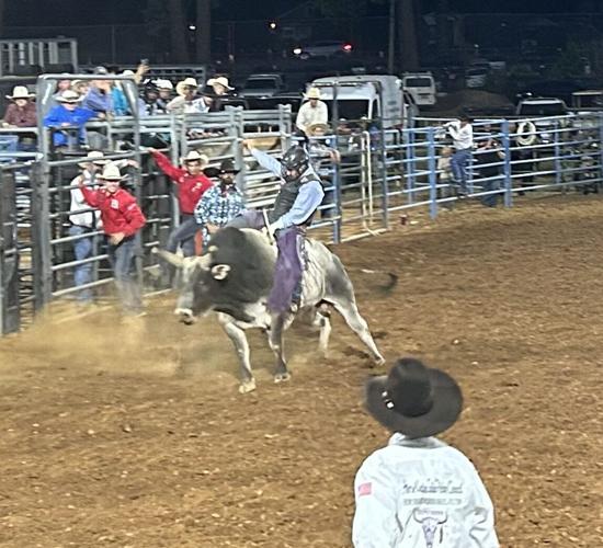 Mutton bustin' champion and bull and bronc riding at the county fair ...