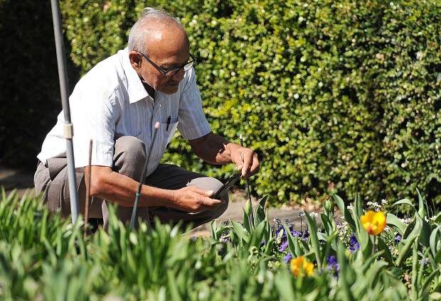 Springtime at Ananda, 17,000 tulips on display | News | theunion.com