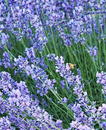 Nevada County Captures: Sweet as can bee | Multimedia | theunion.com