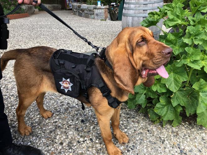 Welcome home Ruby: Nevada City's new K9 is getting ready for action ...