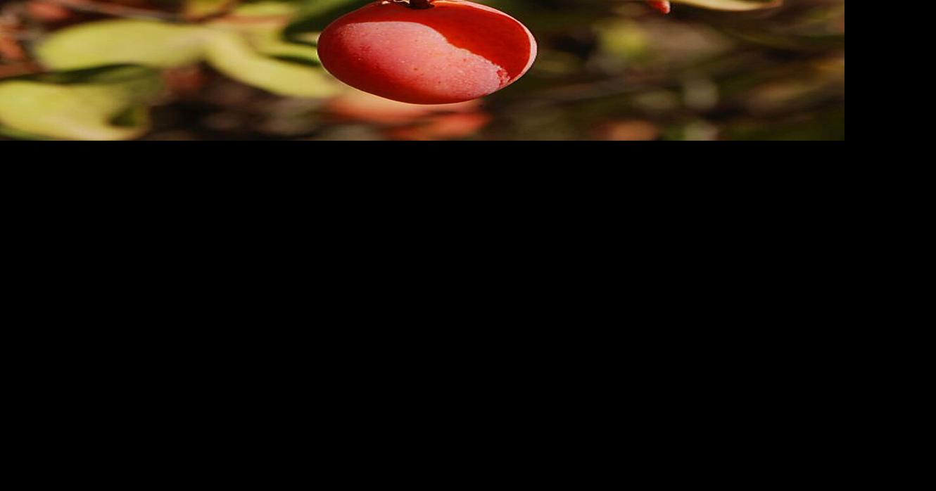 Doreen Fogle: Did you know about this wild, native fruit tree? | Home ...
