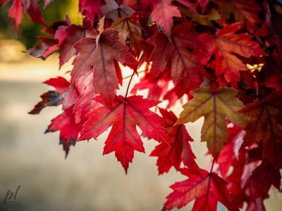 California fall color report | News | theunion.com