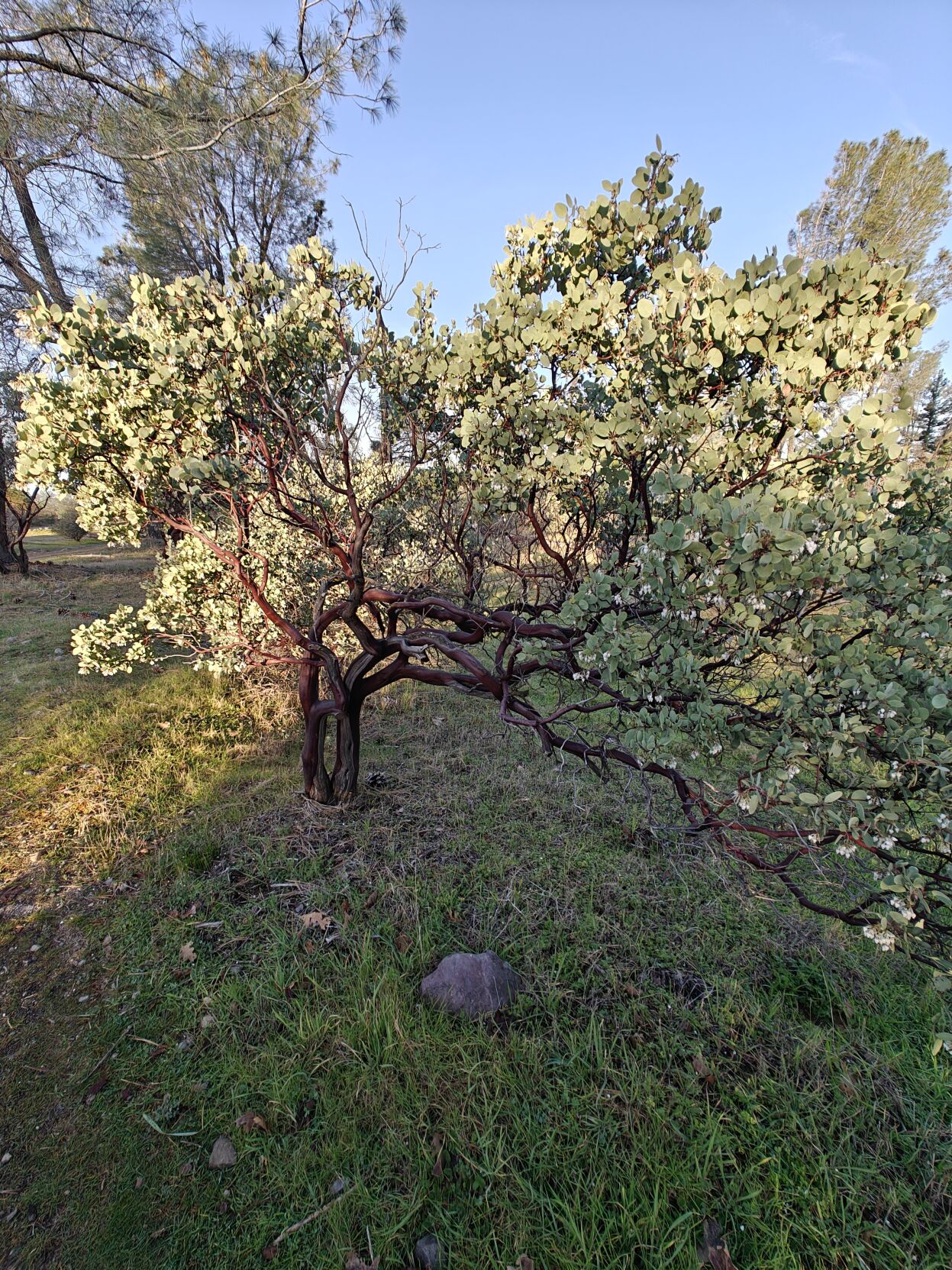Nevada County Captures: Early morning at Wildflower Ridge Preserve ...