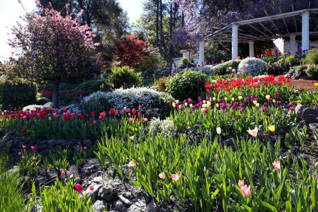 Tantalizing tulips: Springtime at Ananda (VIDEO) | Entertainment ...