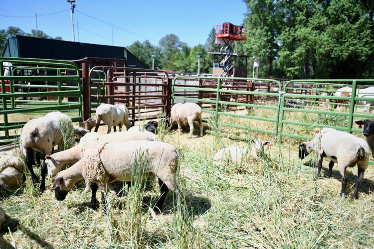 'They call the thing rodeo': Participants and spectators prepare for ...