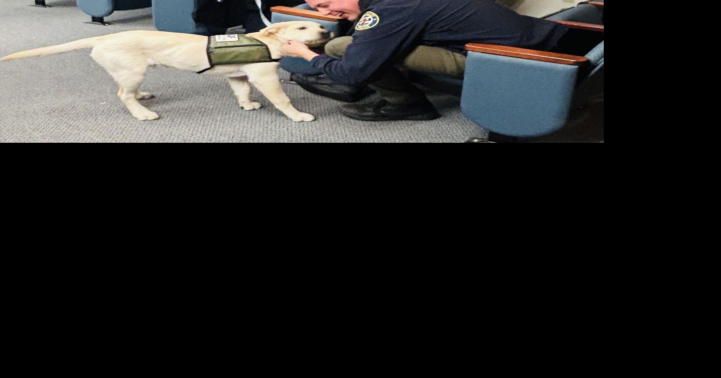 Four paws on the job: Peer support dog joins Grass Valley ranks | News ...