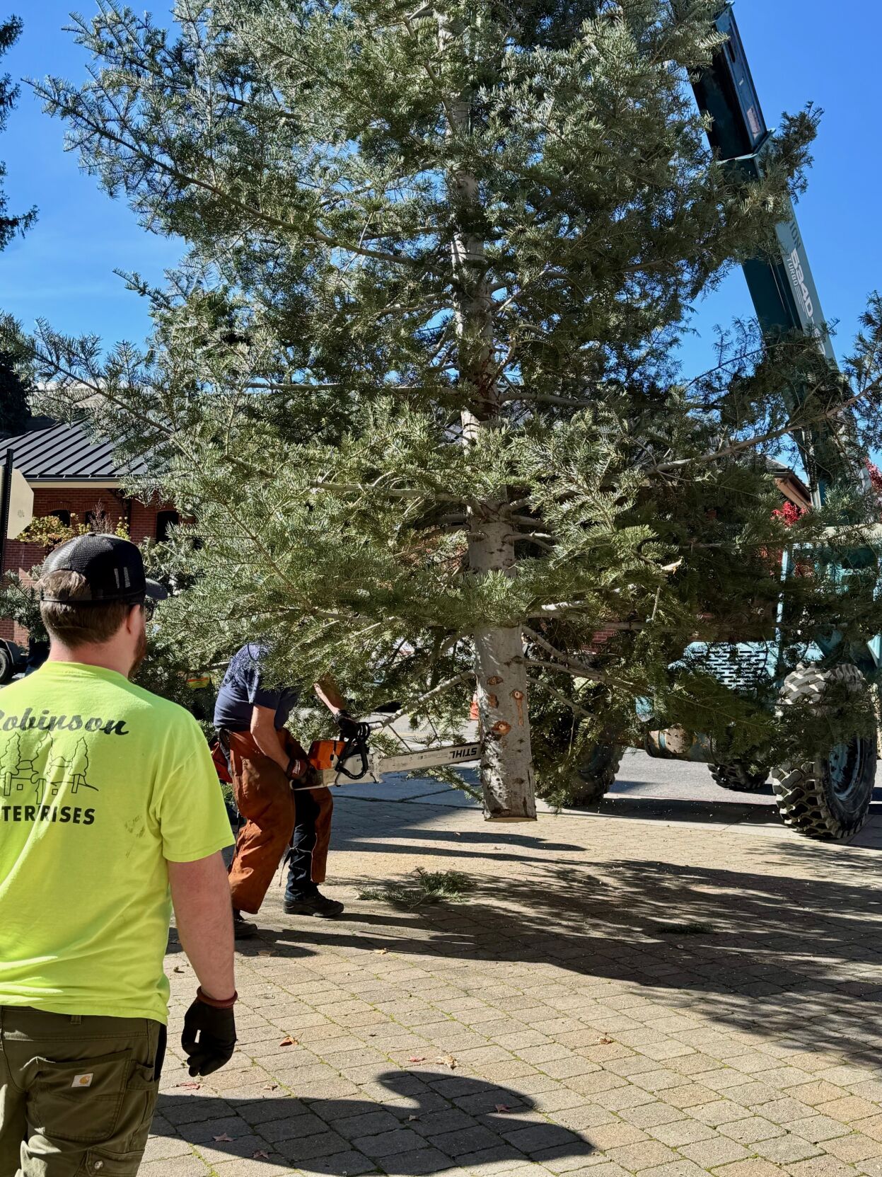 How jolly are your branches?: Nevada City family donates white fir for ...