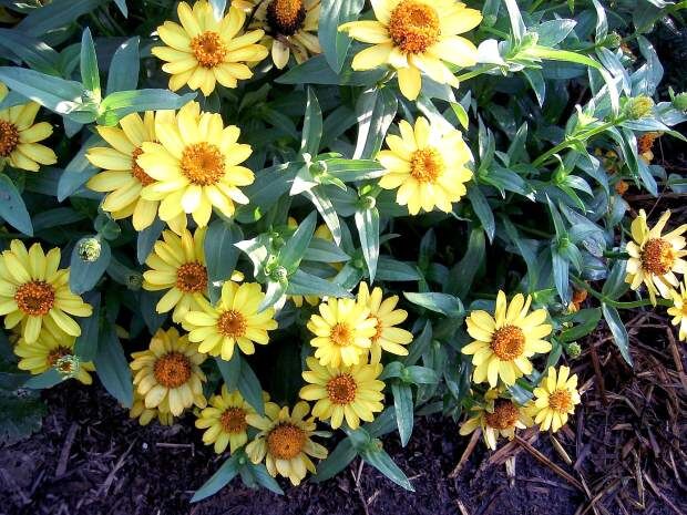 Spangle grass and little blue stem at the meadow’s edge | Entertainment ...