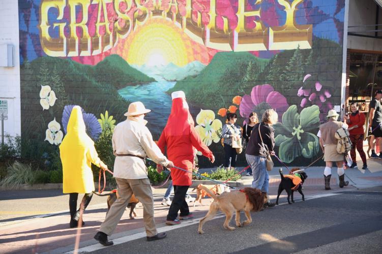 Grass Valley goes to the dogs: Annual Howl-o-ween dog mob parade draws ...