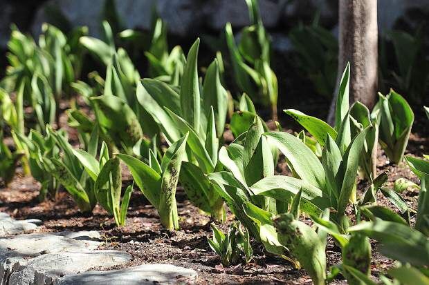 Springtime at Ananda, 17,000 tulips on display | News | theunion.com