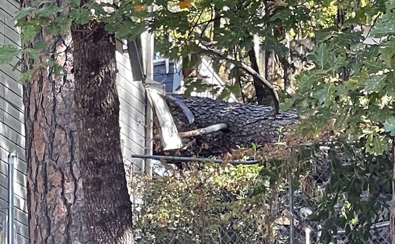 Tree falls into building, traps person inside | News | theunion.com