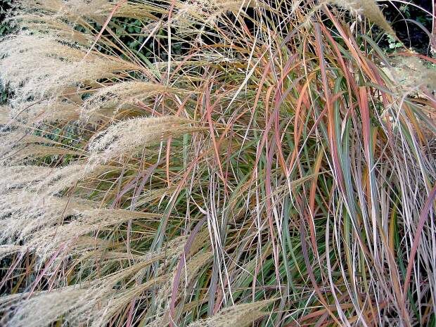 Grasses dance with winter winds | Entertainment | theunion.com