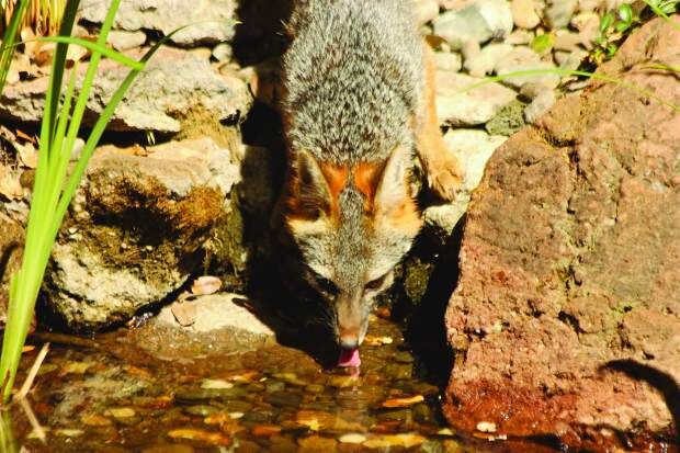 Nevada County Captures: Community trash clean-up; GiGi the goose | News ...